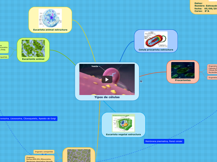 Tipos de células - Mind Map